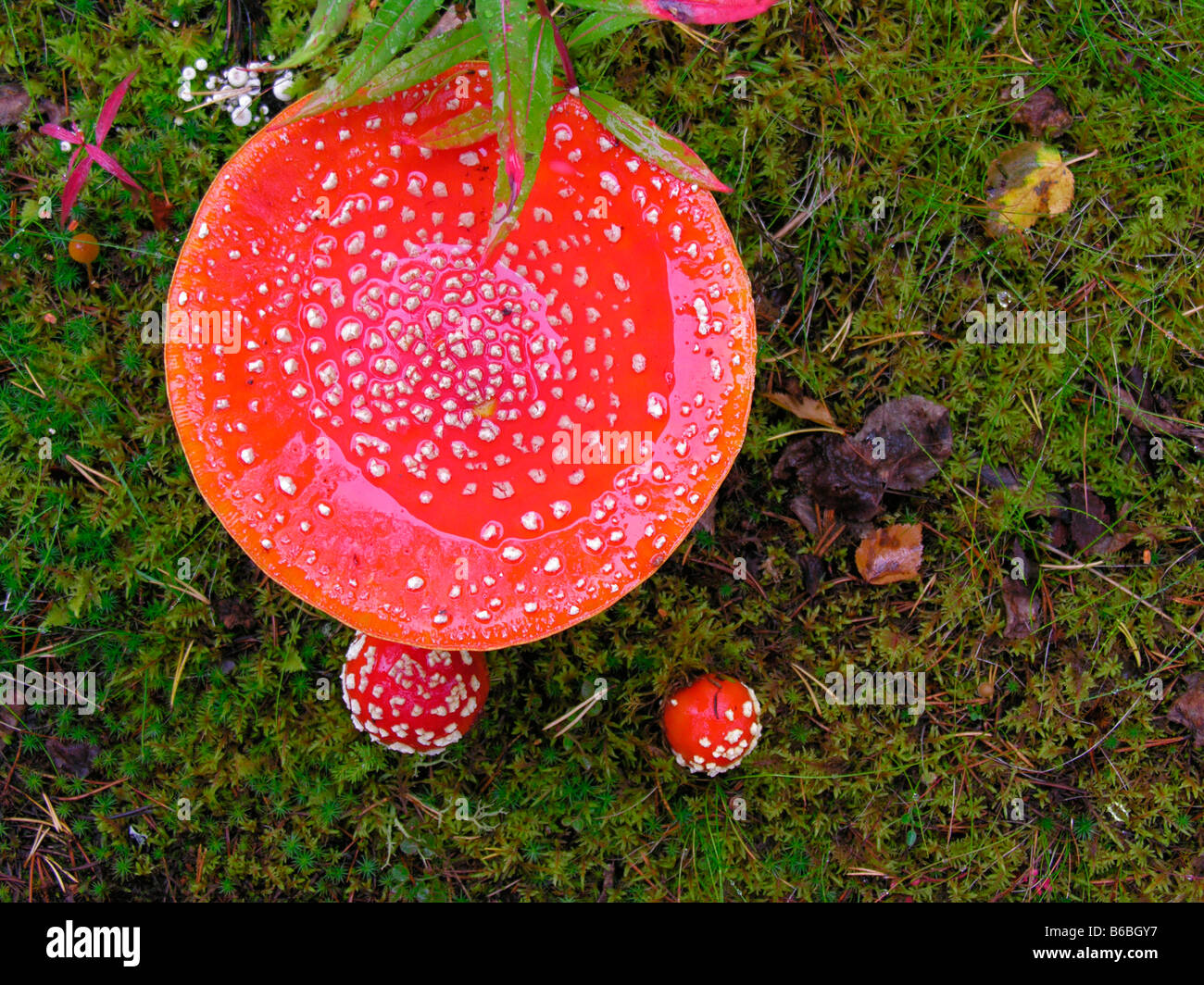 Mushrooms growing in field hi-res stock photography and images - Alamy
