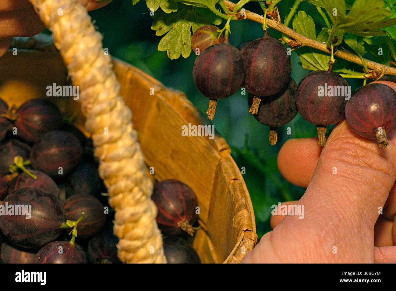 Farmer picking berries in field Stock Photo - Alamy