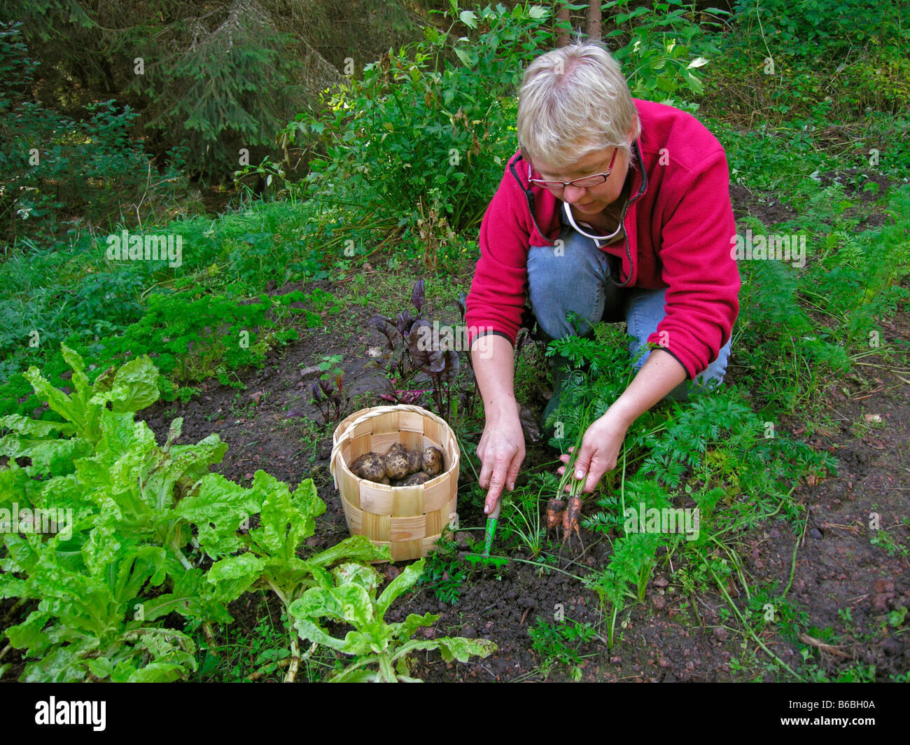 Farmer picking radishes in field Stock Photo - Alamy