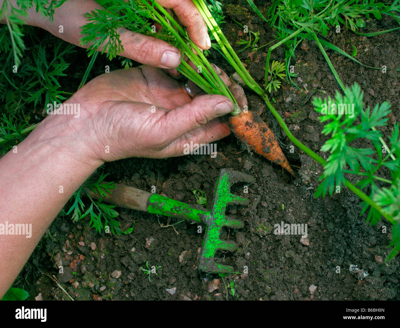 Farmer picking radish in field Stock Photo - Alamy