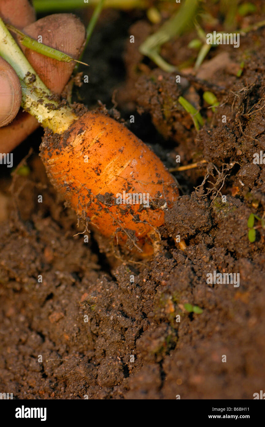Farmer picking radish in field Stock Photo - Alamy