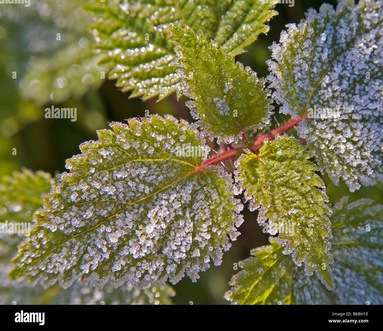 Frozen nettles hi-res stock photography and images - Alamy
