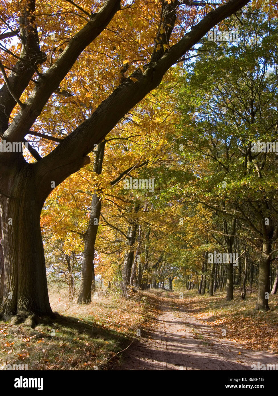 Path running through forest Stock Photo - Alamy