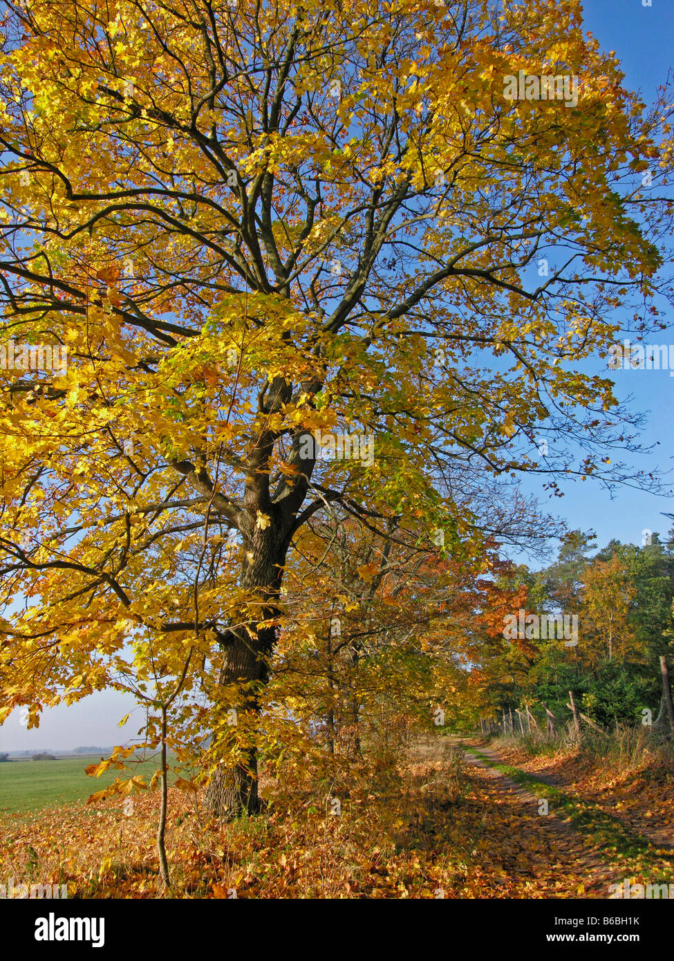 Trees along path Stock Photo - Alamy