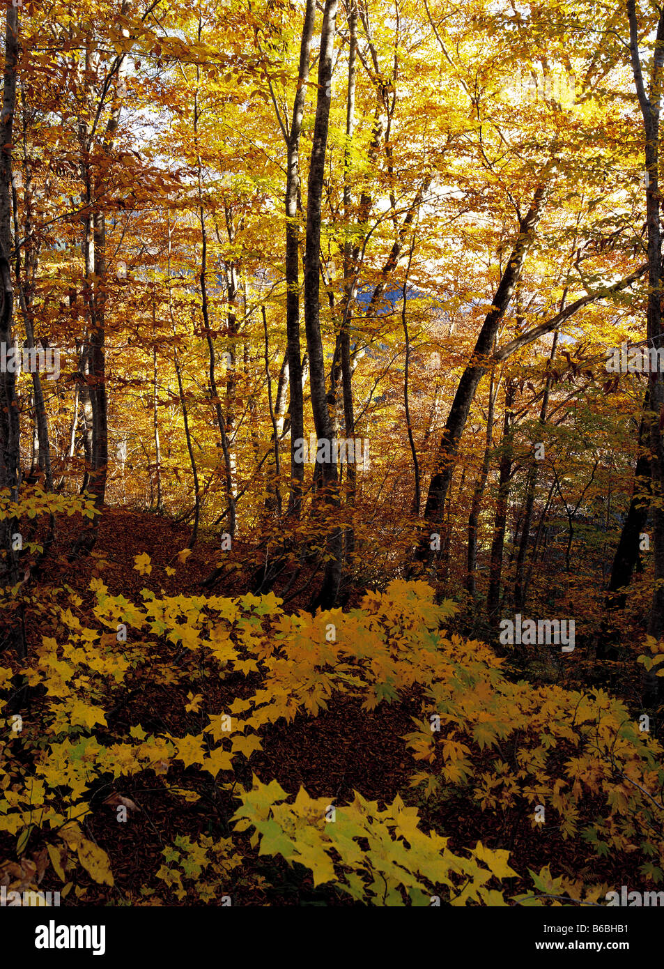 Shirakami sanchi fall hi-res stock photography and images - Alamy