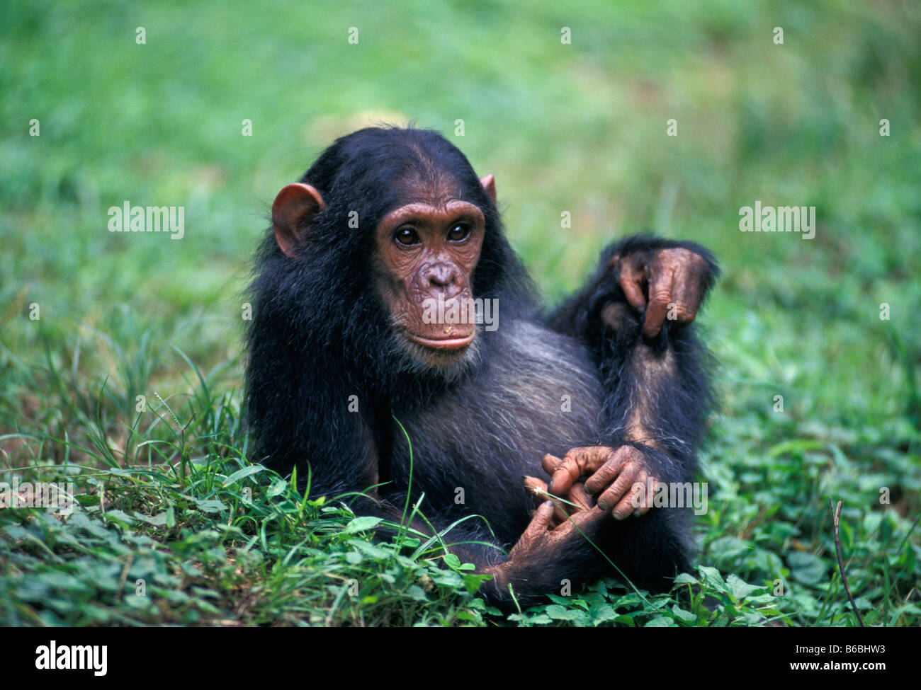 chimpanzee resting on grass Stock Photo - Alamy