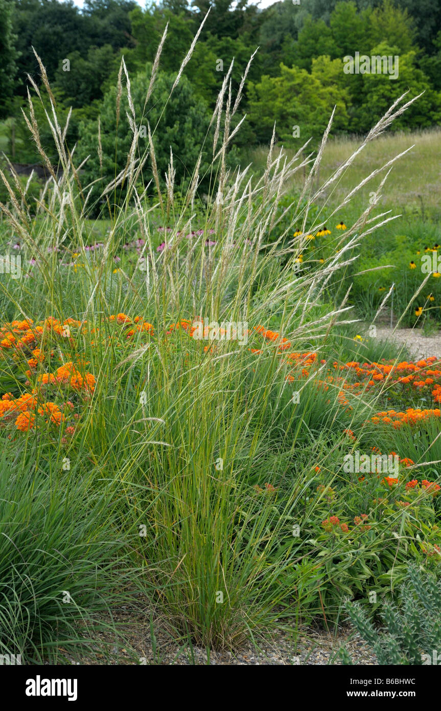 Spear grass hi-res stock photography and images - Alamy