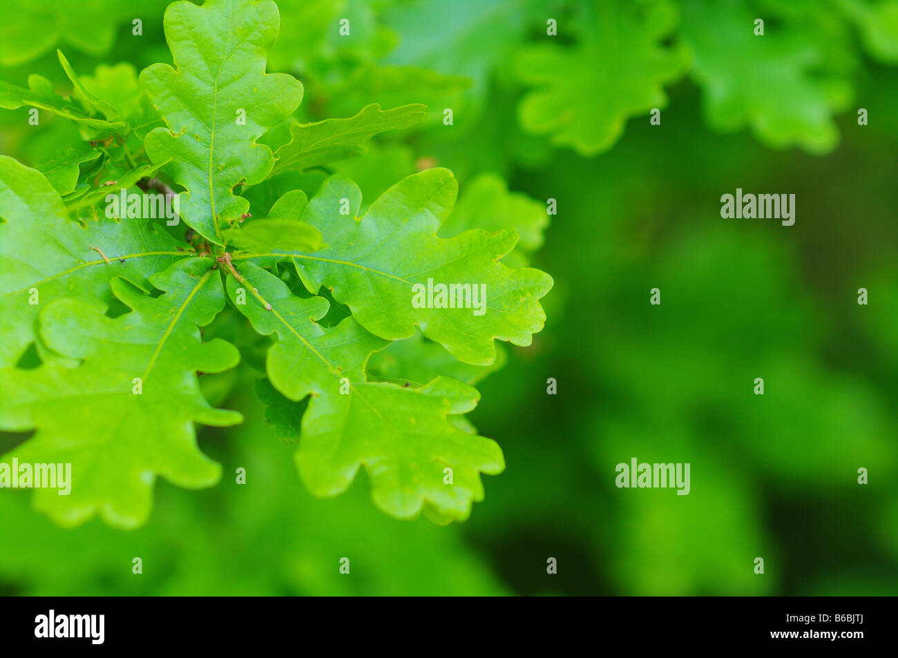 Foliage plan hi-res stock photography and images - Alamy