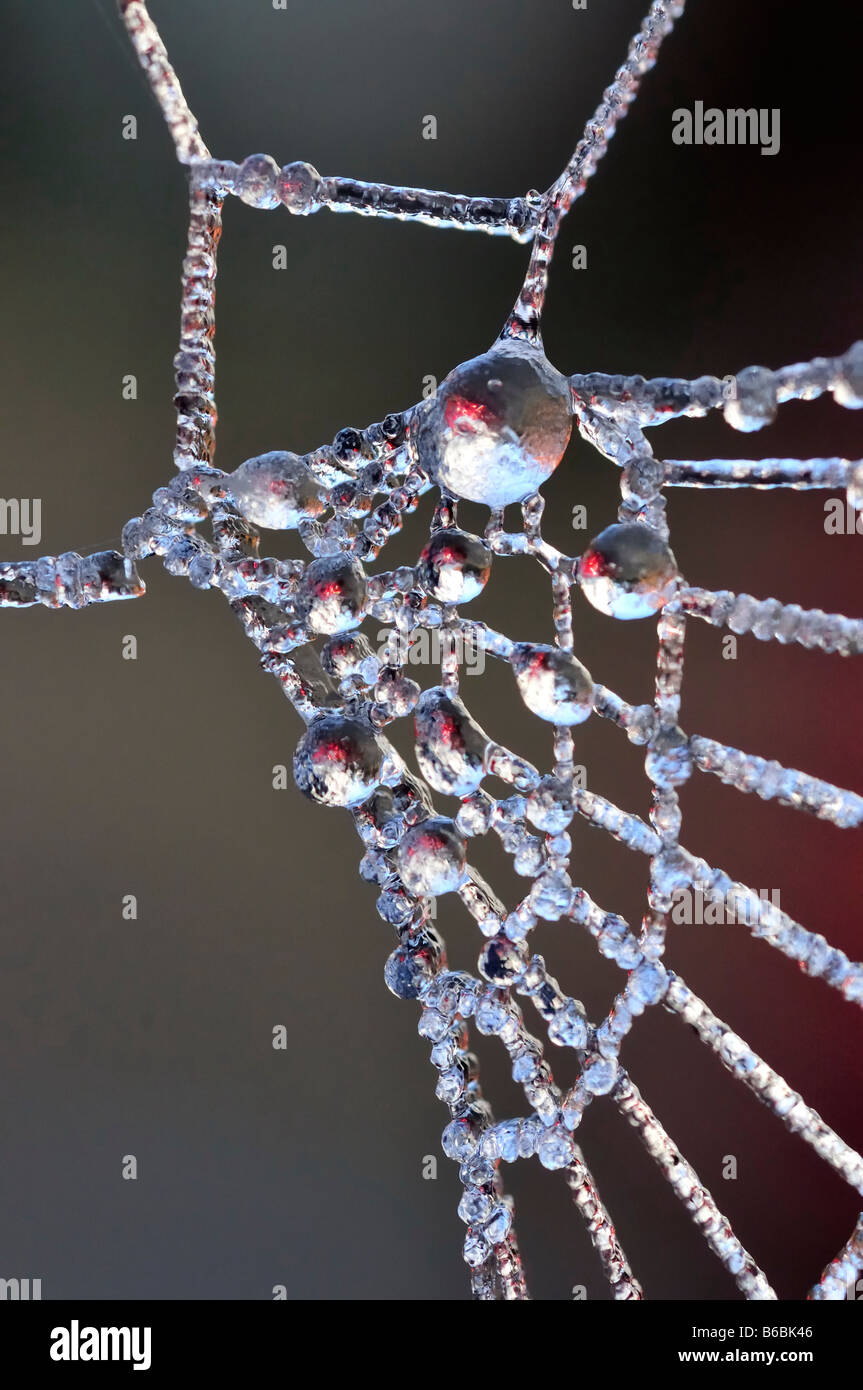 frozen rain cobweb Stock Photo - Alamy