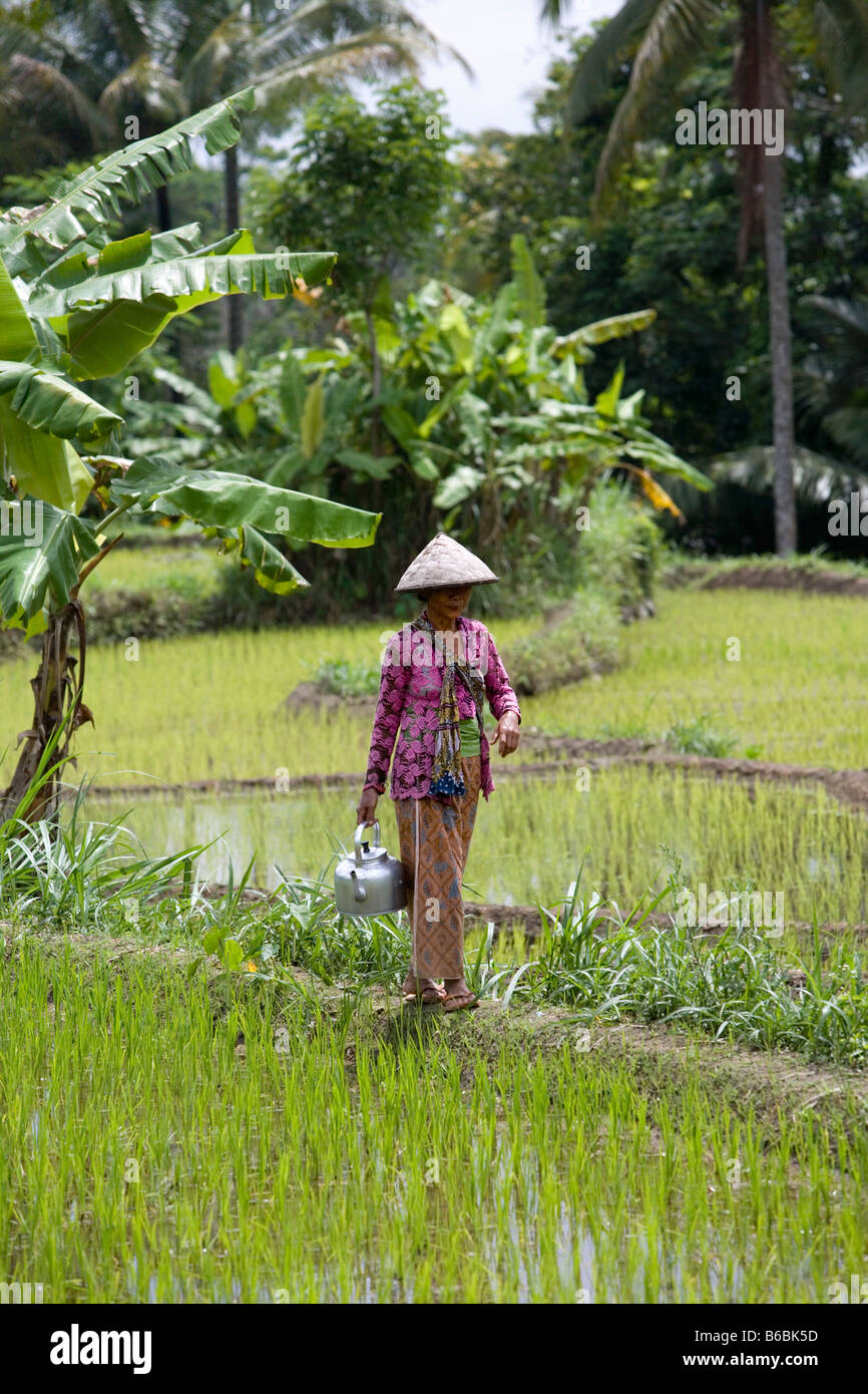 Indonesia, Yogyakarta ( Jokjakarta ), Java, Woman in paddy rice field ...