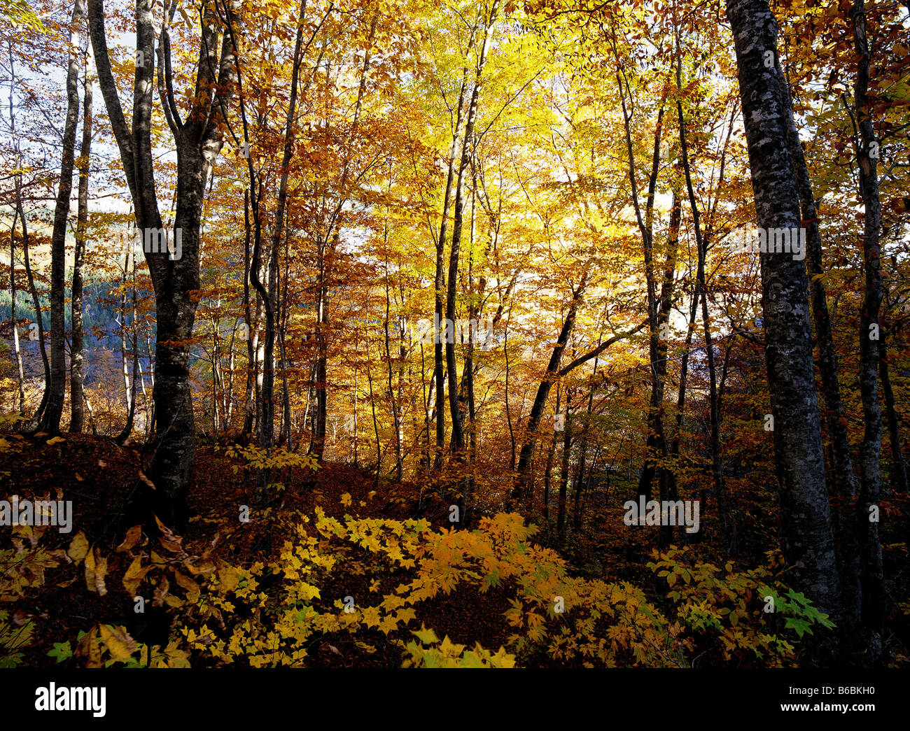 Beech tree wood in fall at Shirakami Sanchi region of Akita Prefecture ...