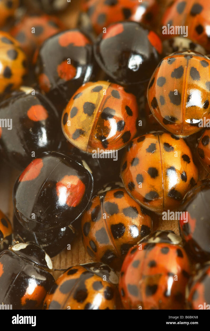 Hiberanate hi-res stock photography and images - Alamy