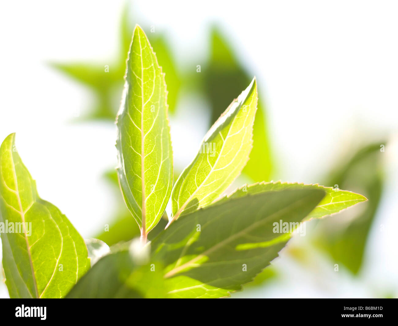 Close-up of leaves Stock Photo - Alamy