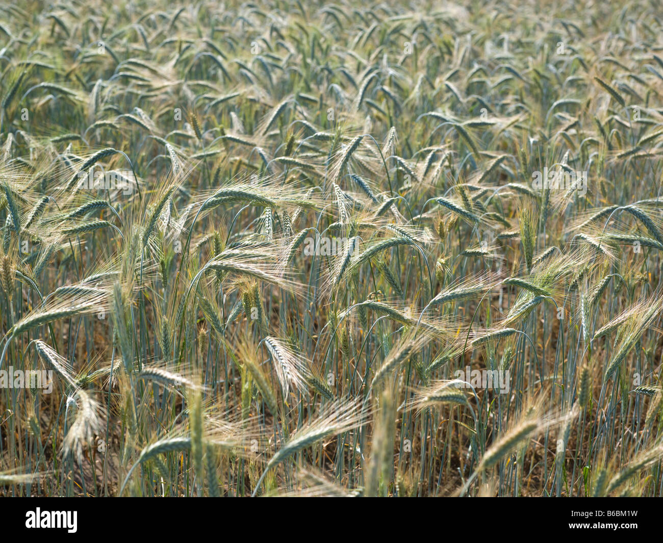 Wheat crop growing in field Stock Photo - Alamy