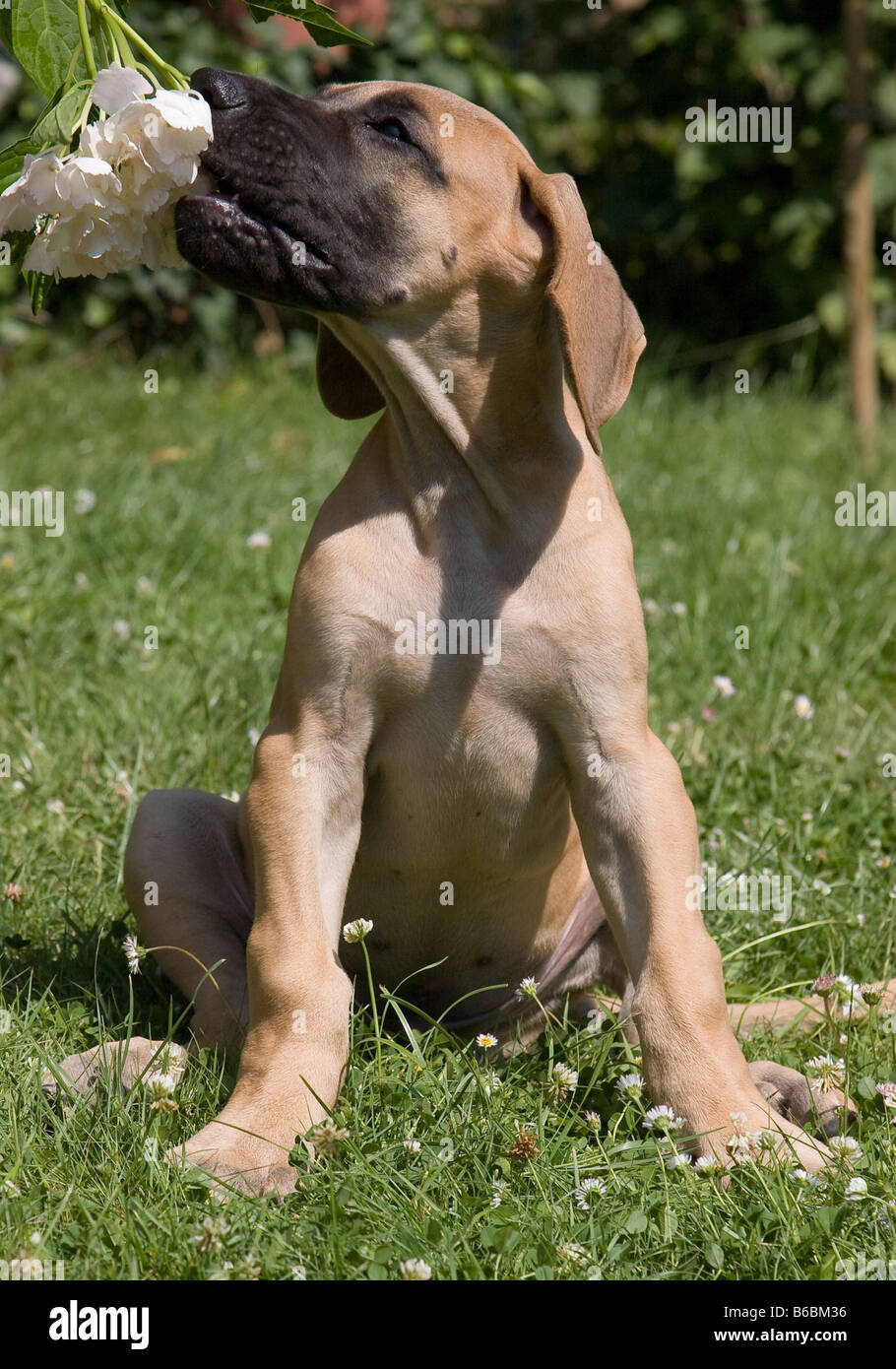 Close-up of greyhound puppy eating flower in field Stock Photo - Alamy