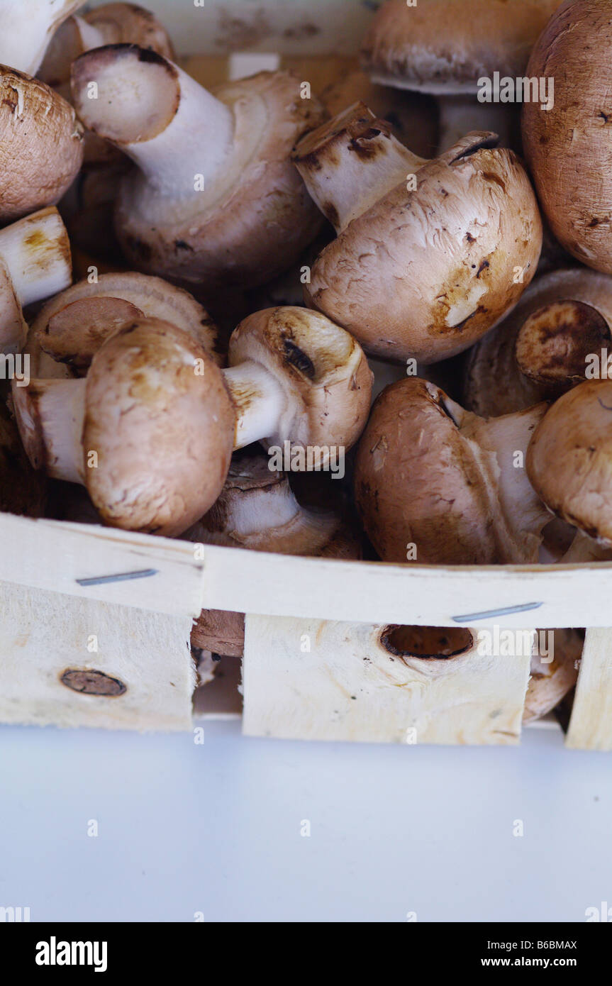 fresh brown button field mushroom Stock Photo - Alamy