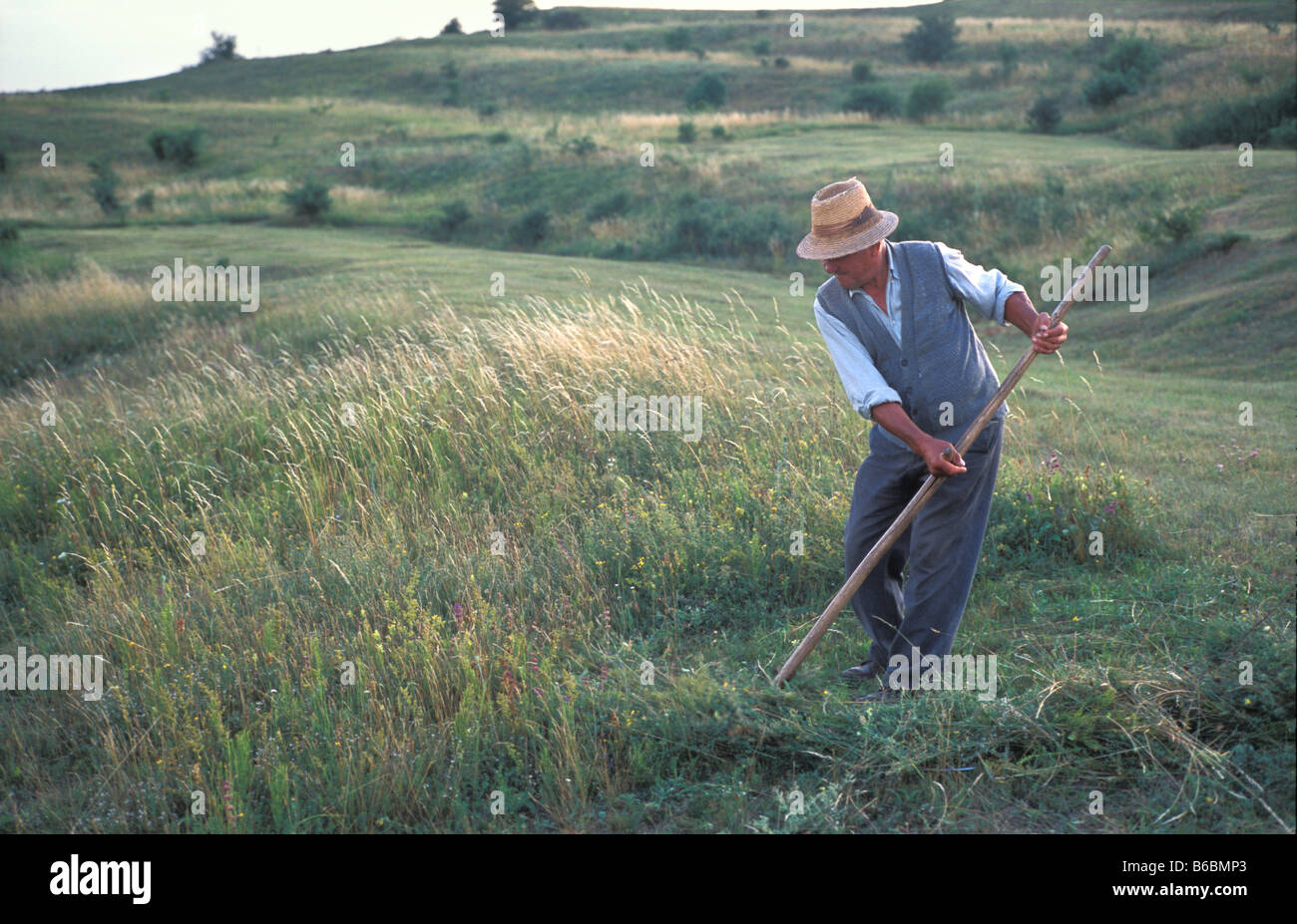 Old man scything hay in field near szekelyderz dariju village ...