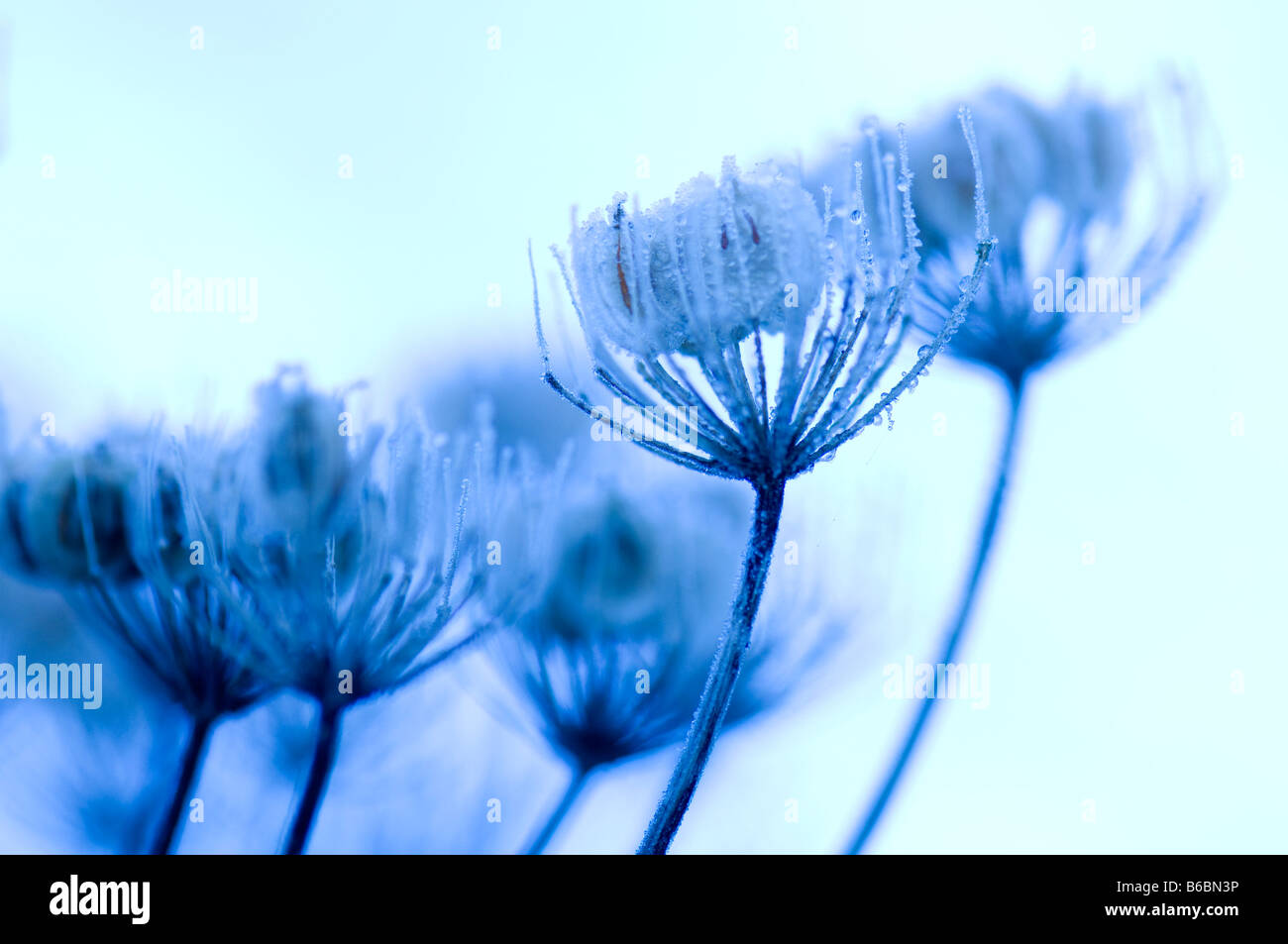 Frosted hog weed seed heads Stock Photo - Alamy