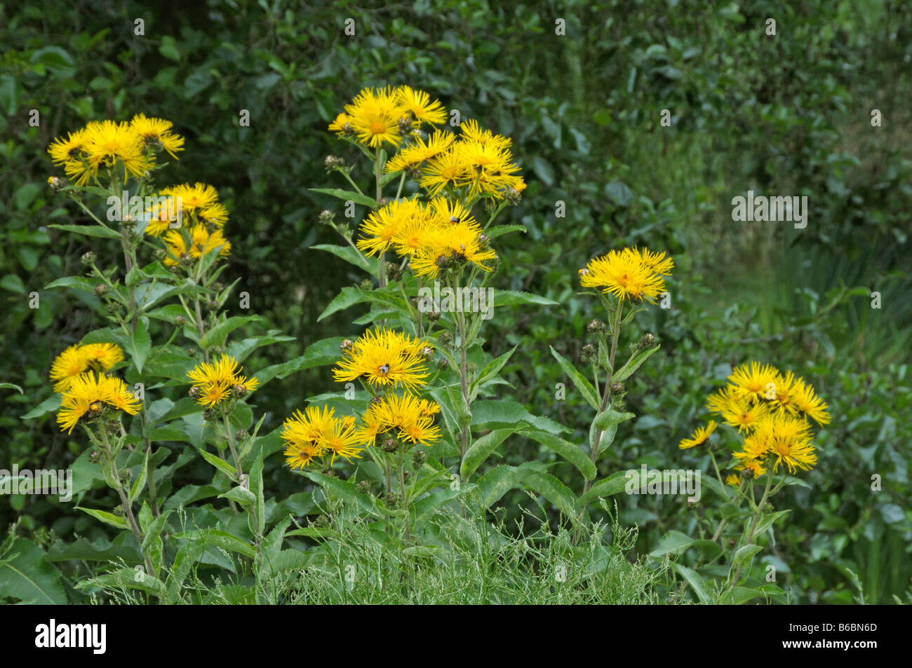 Elecampane, Scabwort (Inula hellenium), flowering Stock Photo - Alamy