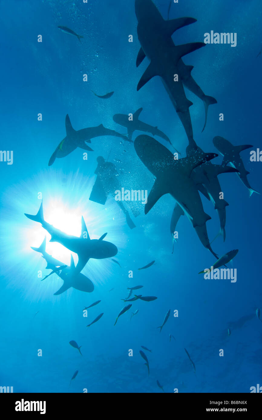 Silhouette caribbean reef shark carcharhinus hi-res stock photography ...