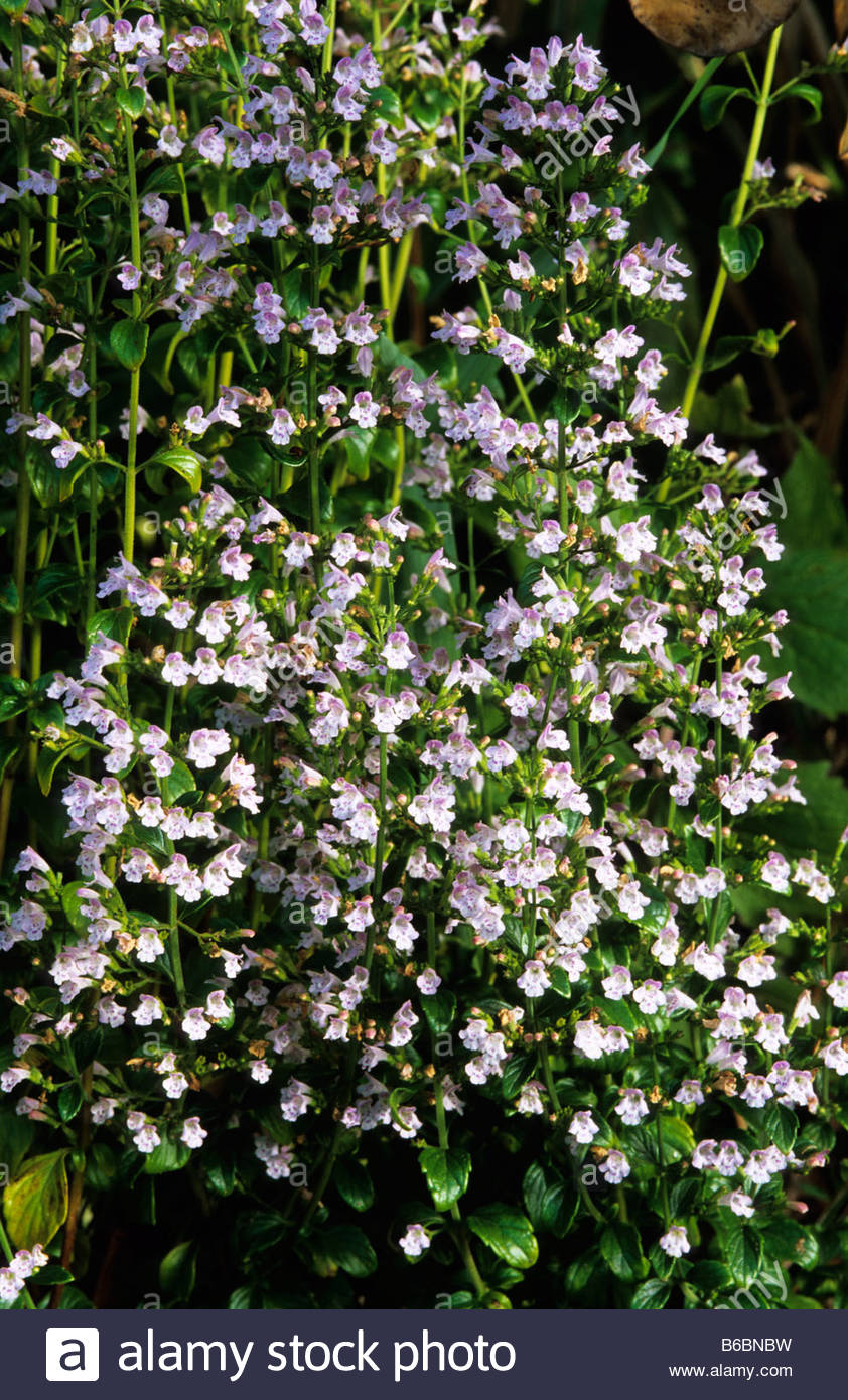 Calamintha Stock Photos & Calamintha Stock Images - Alamy