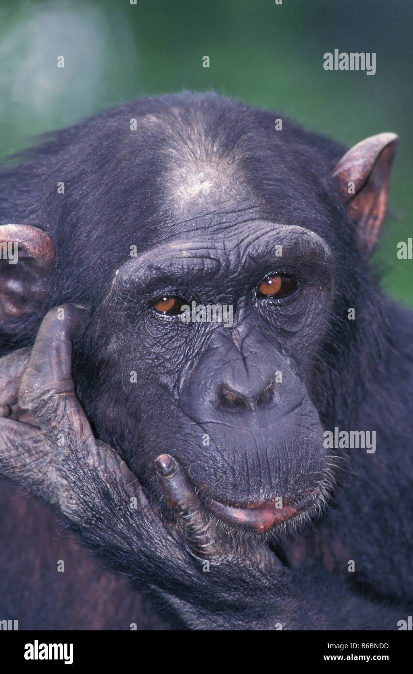 chimpanzee holding hand to face Stock Photo - Alamy