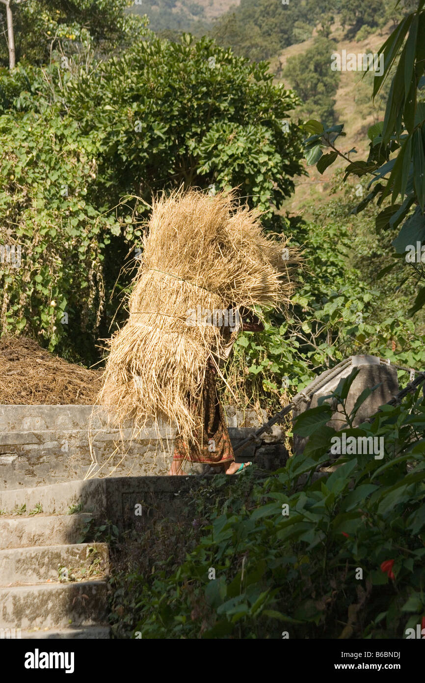 Farmer carrying hay in the Modi River valley near Kimche village ...