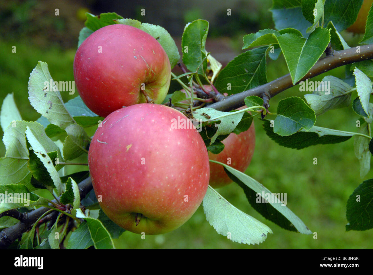 Two apples tree stem hi-res stock photography and images - Alamy