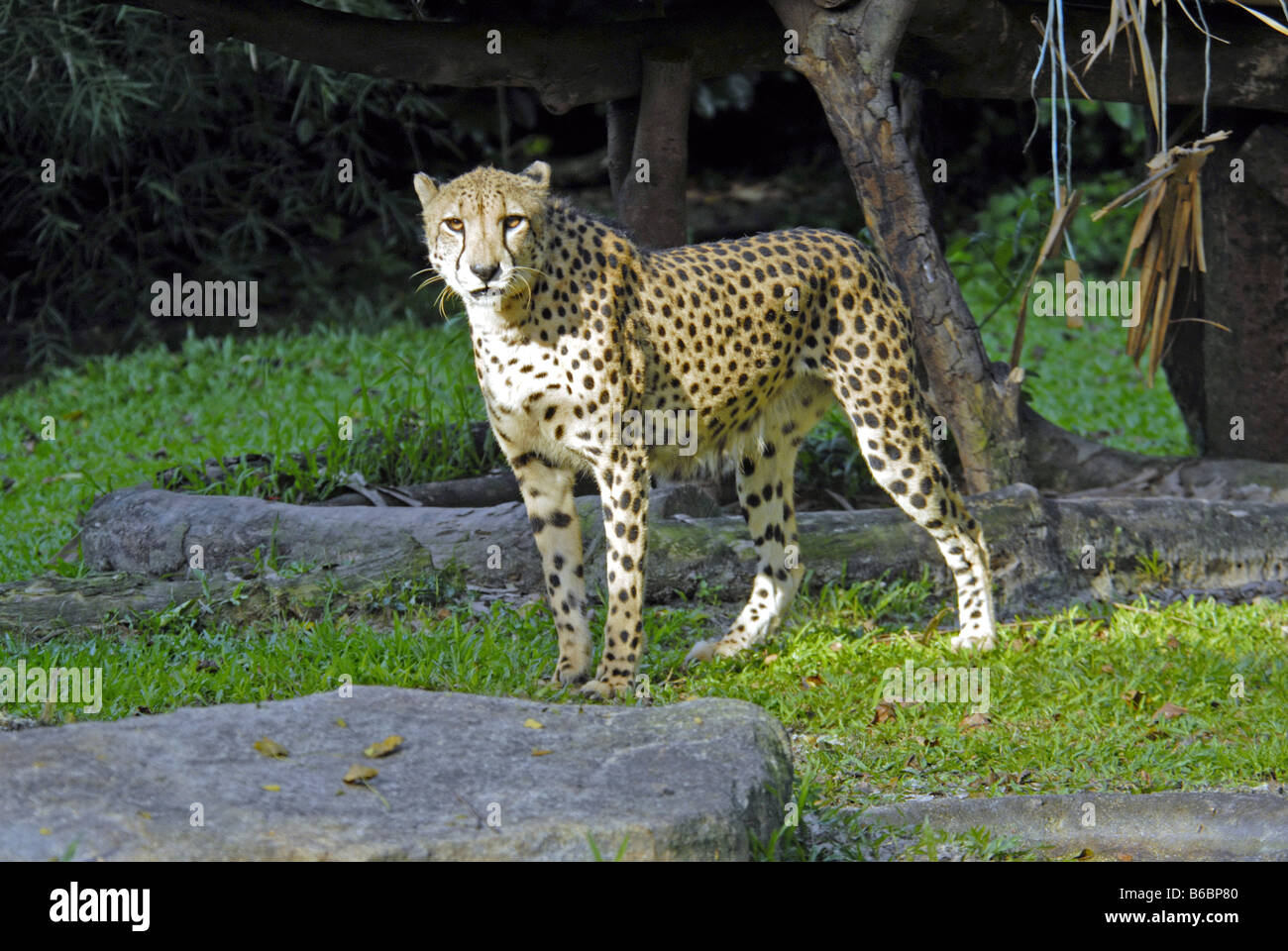 A CHEETAH IN SINGAPORE ZOO Stock Photo - Alamy