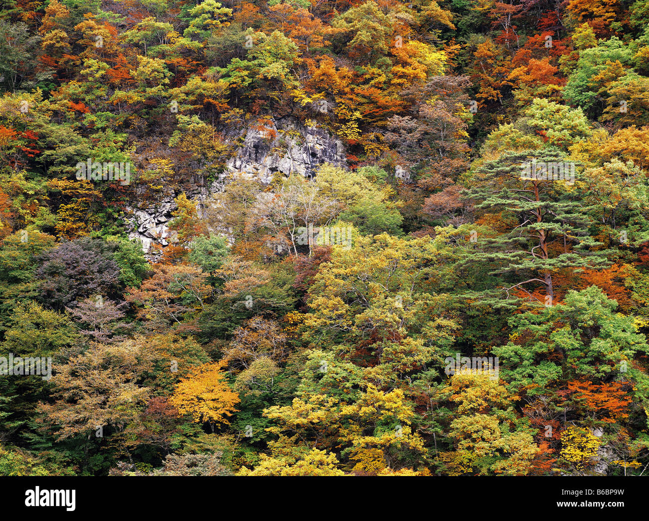 Nikko national park hi-res stock photography and images - Alamy