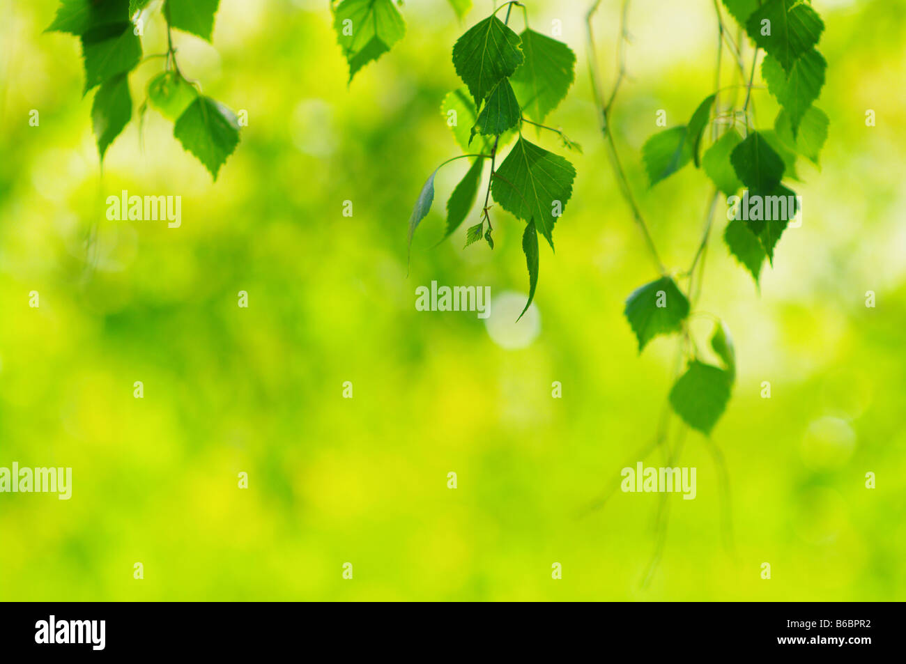 green leaves foliage at springtime Stock Photo - Alamy
