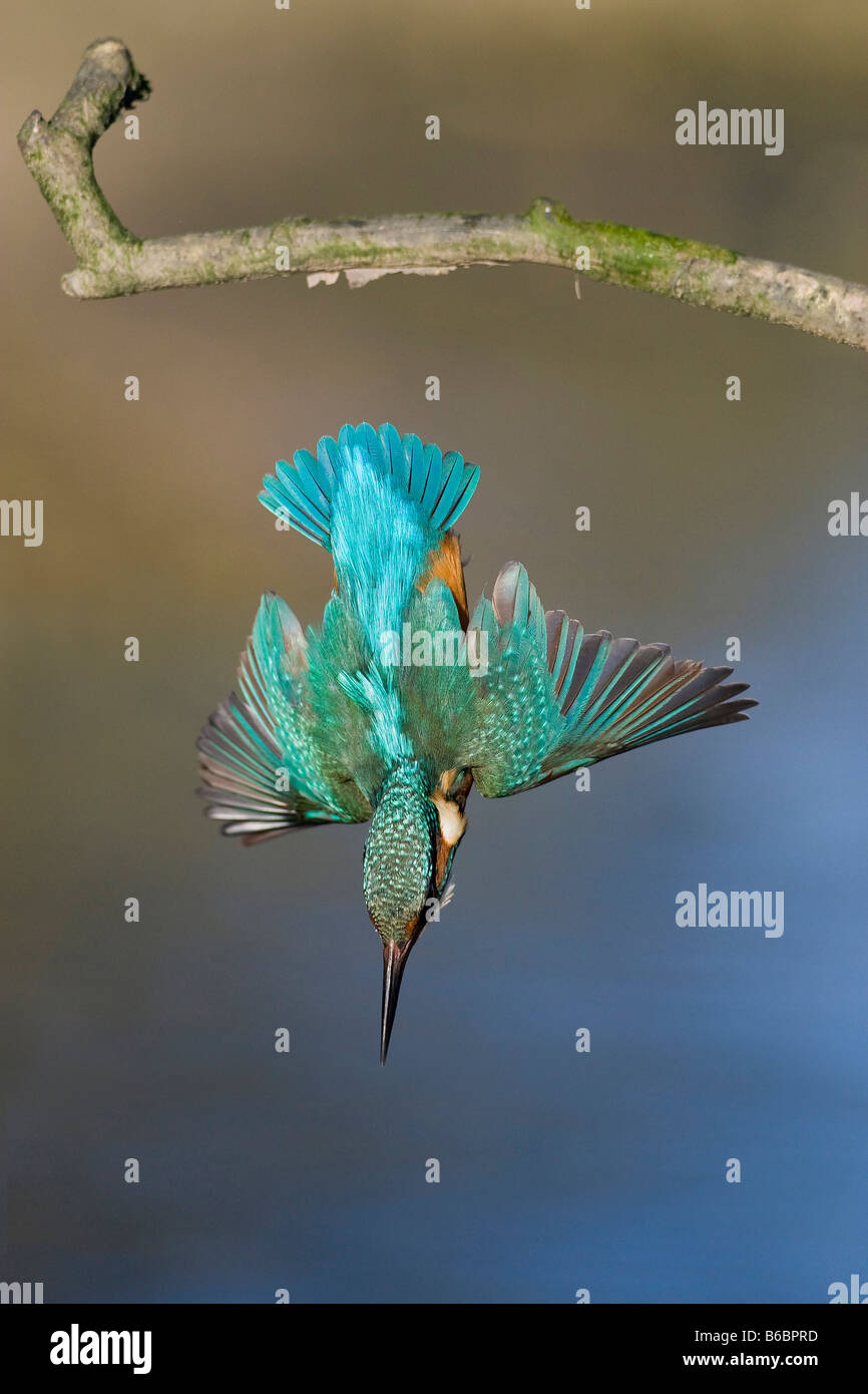 Alcedo atthis - kingfisher diving towards river after prey Stock Photo ...