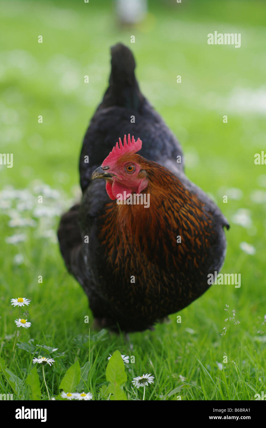 Hen outside in the meadow Stock Photo - Alamy