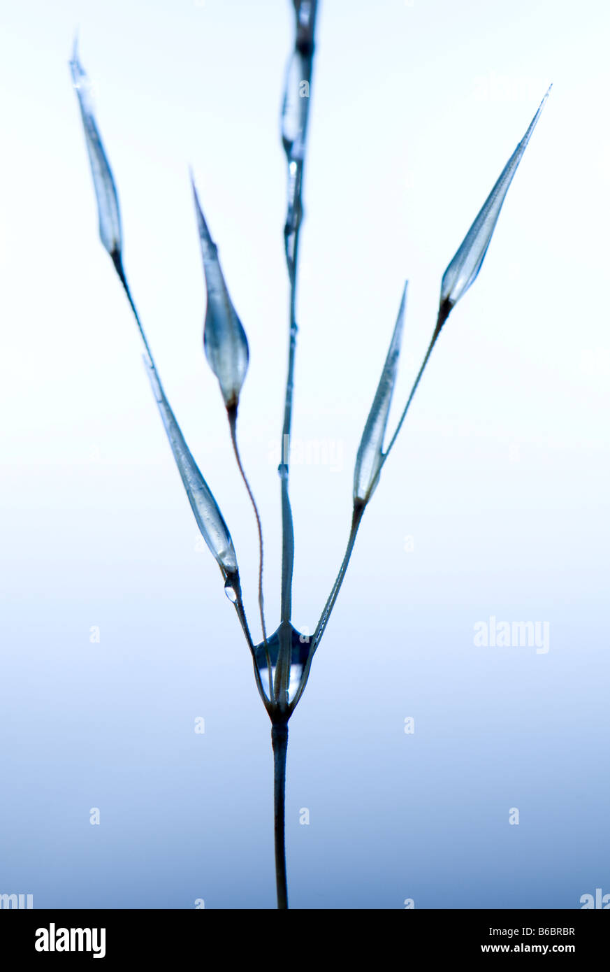 Dew on seeds hi-res stock photography and images - Alamy