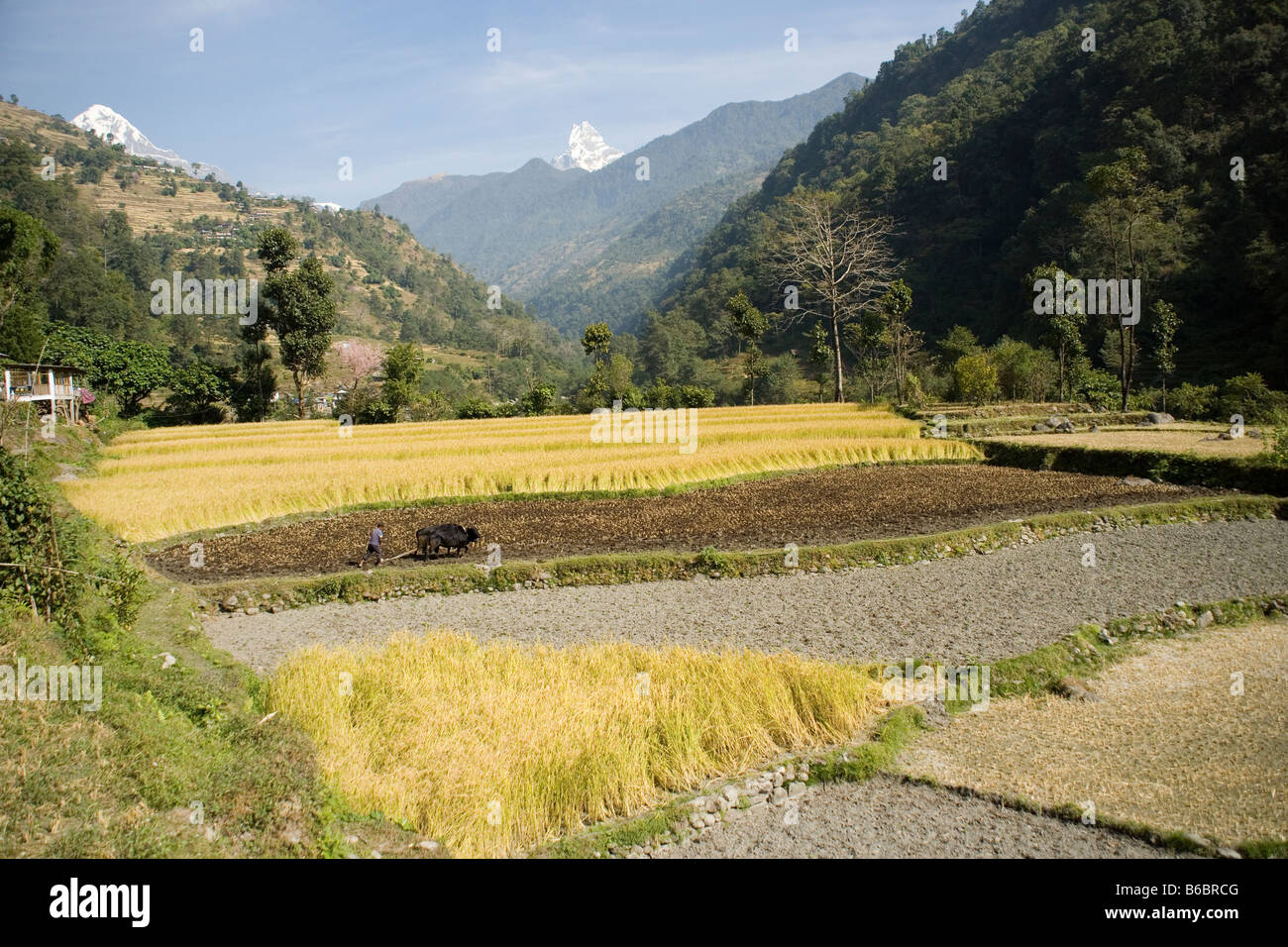 Fishtail mountain and rice fields in the Modi River Valley in the ...