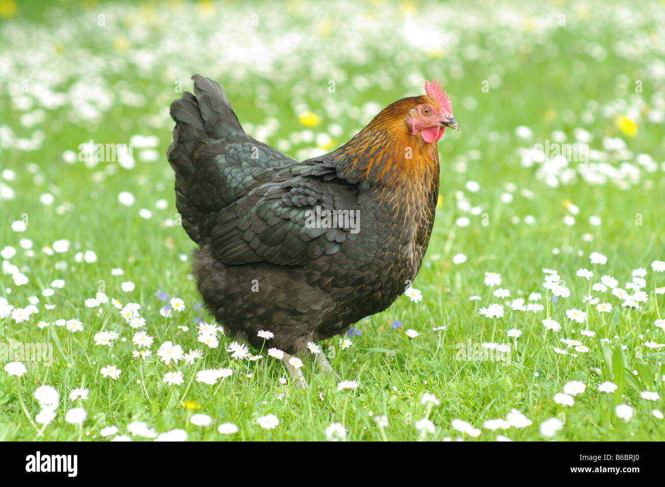 Hen outside in the meadow Stock Photo - Alamy