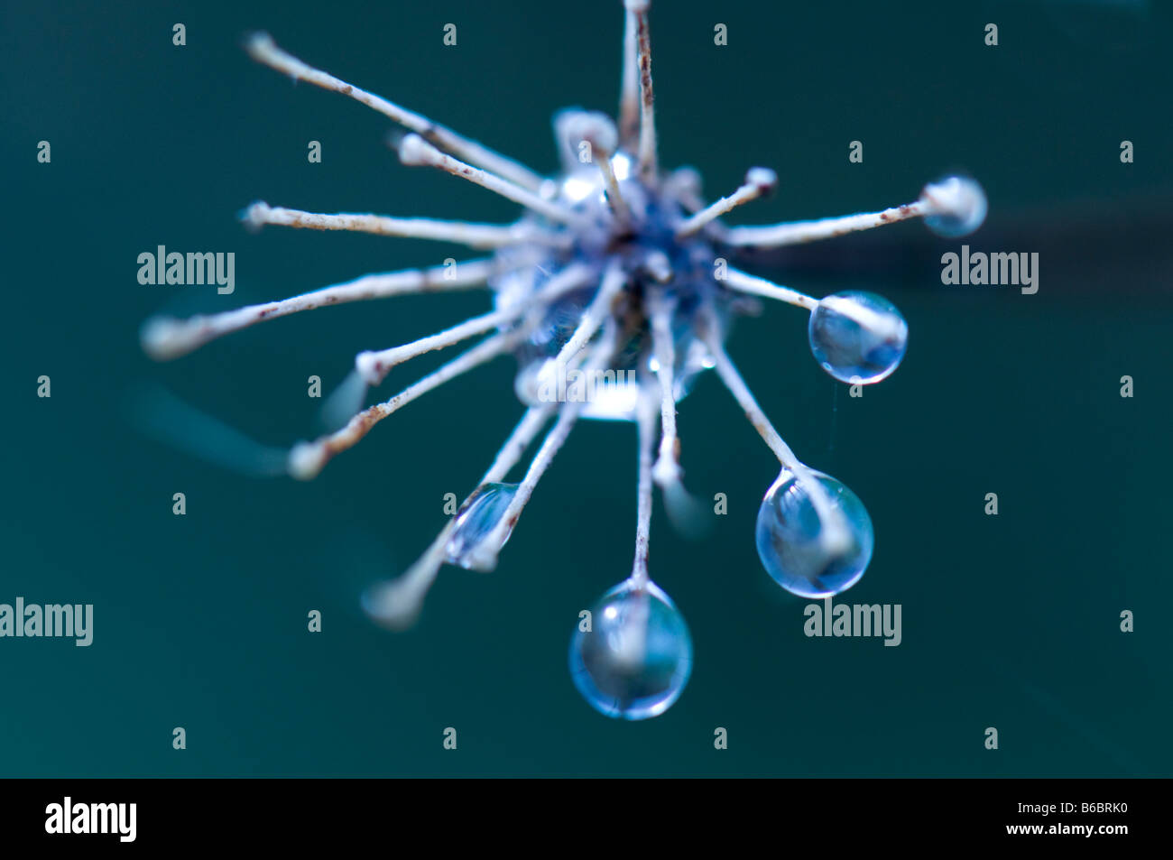 Weed flower dew hi-res stock photography and images - Alamy