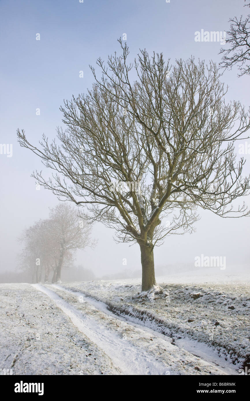Trees in winter Bilsdale North Yorkshire Moors Stock Photo - Alamy