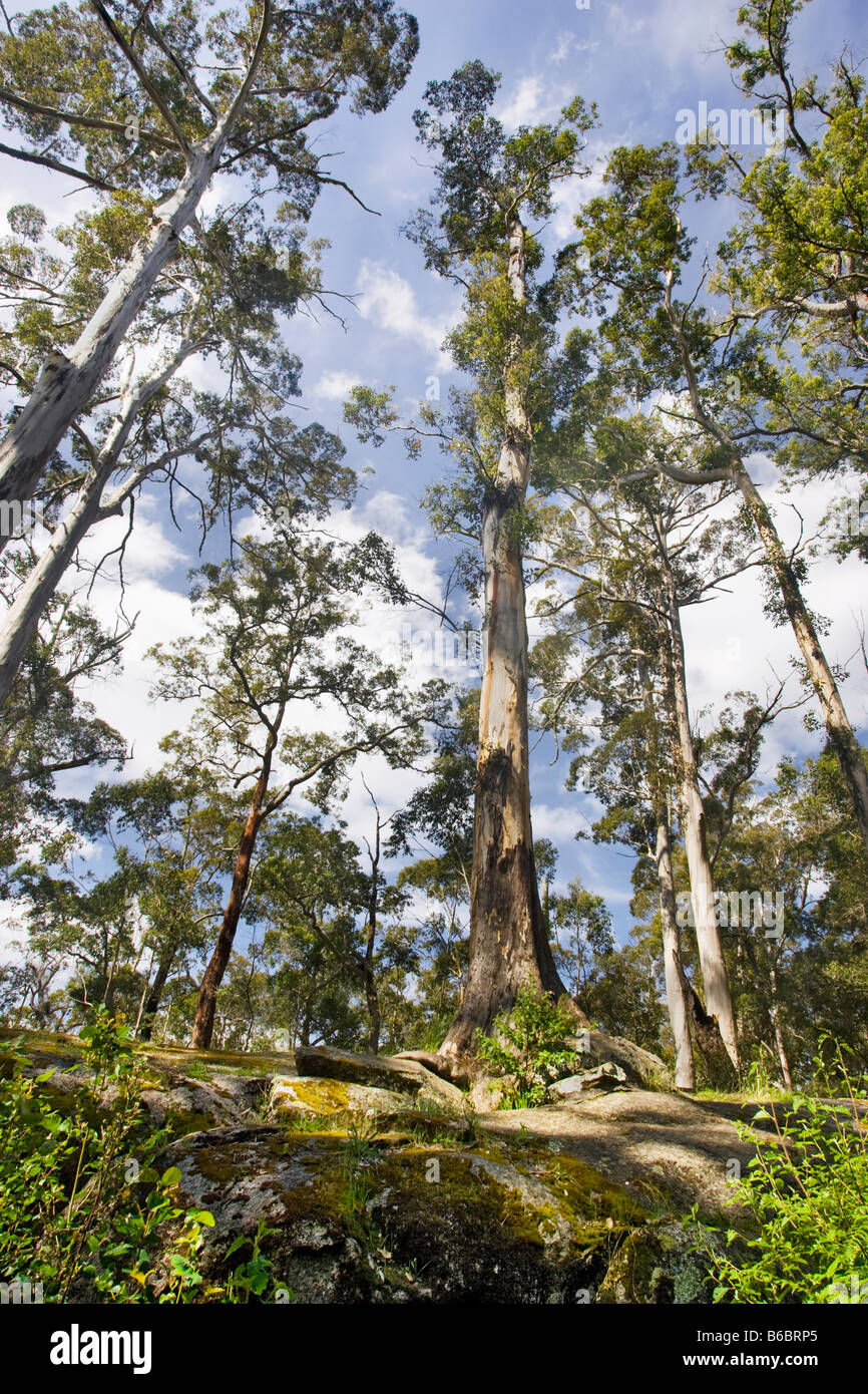The Tree in a Rock. A karri tree growing from a granite boulder in the ...