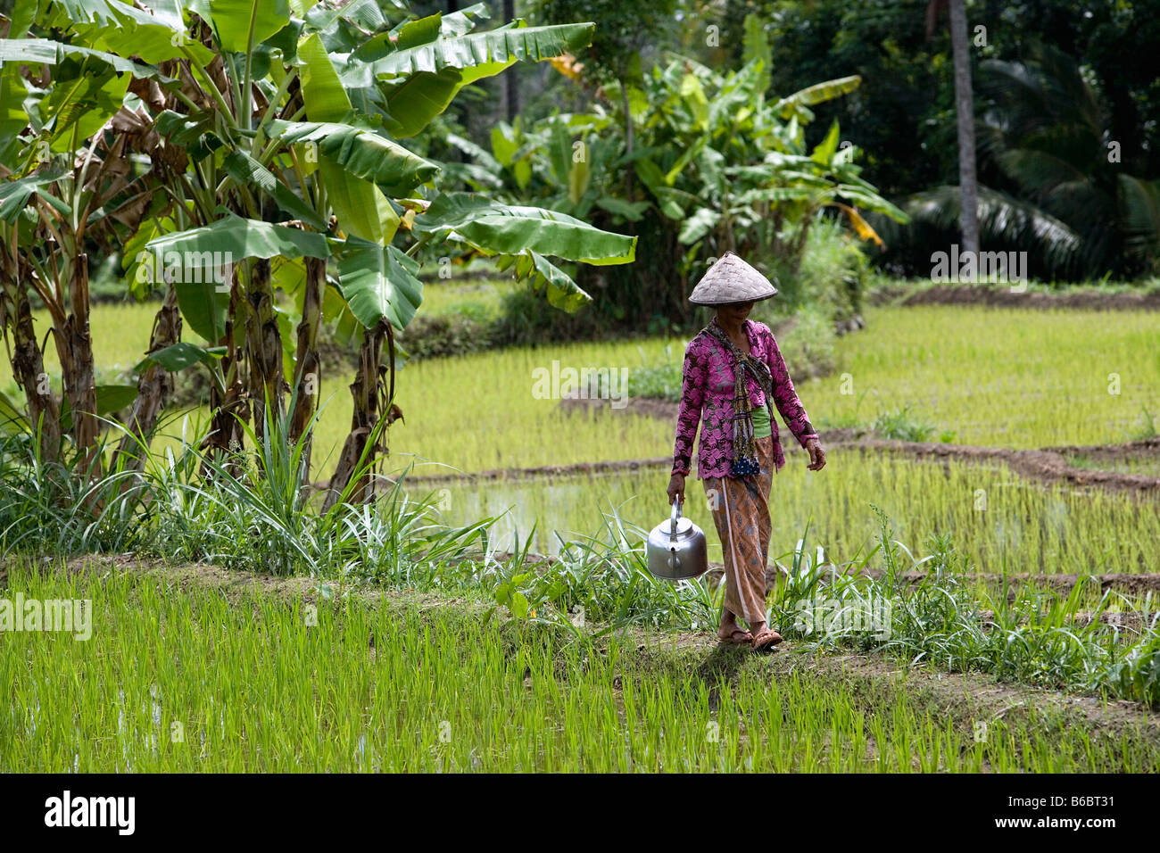 Indonesia, Yogyakarta ( Jokjakarta ), Java, Woman in paddy rice field ...