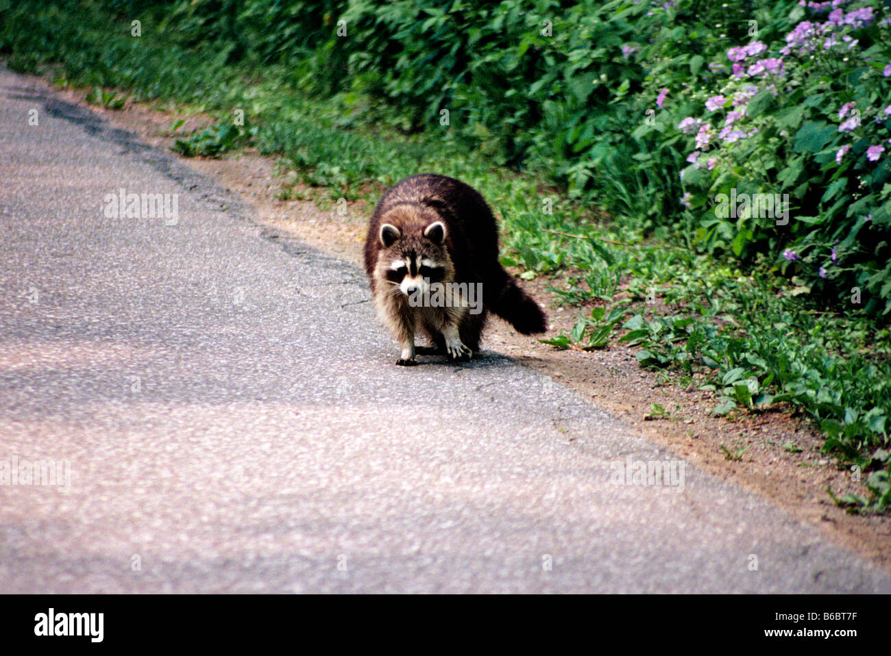 Wild Raccoon in outdoor Northern Ontario,Canada Stock Photo - Alamy