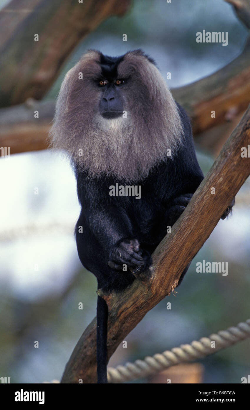 Lion tailed macaque in tree hi-res stock photography and images - Alamy