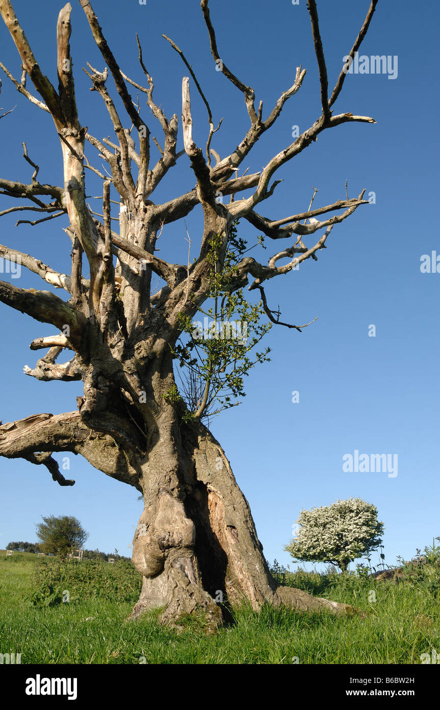 Ancient Holly Trees over 200 years old on The Hollies on the ...