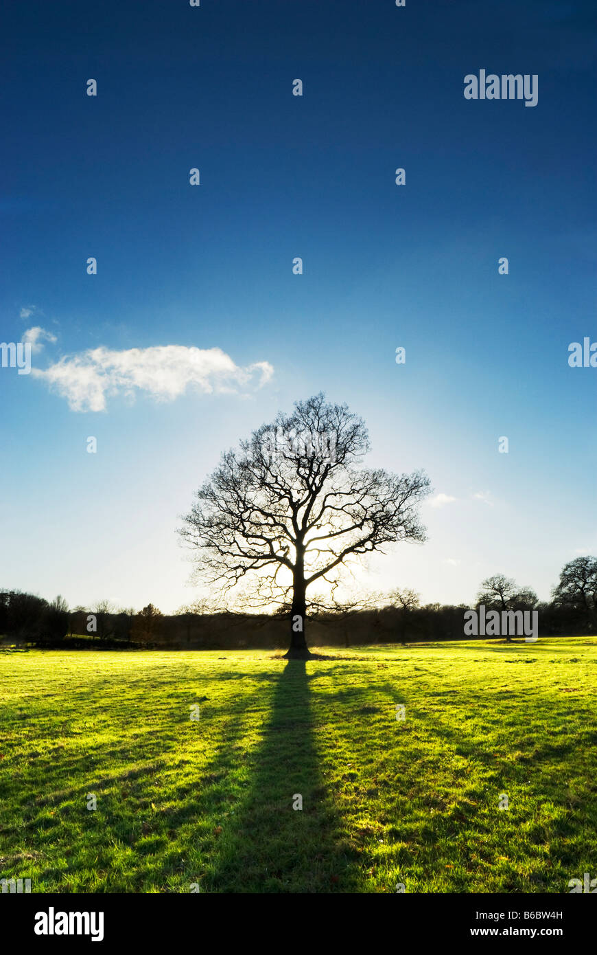 Tree in winter Stock Photo - Alamy