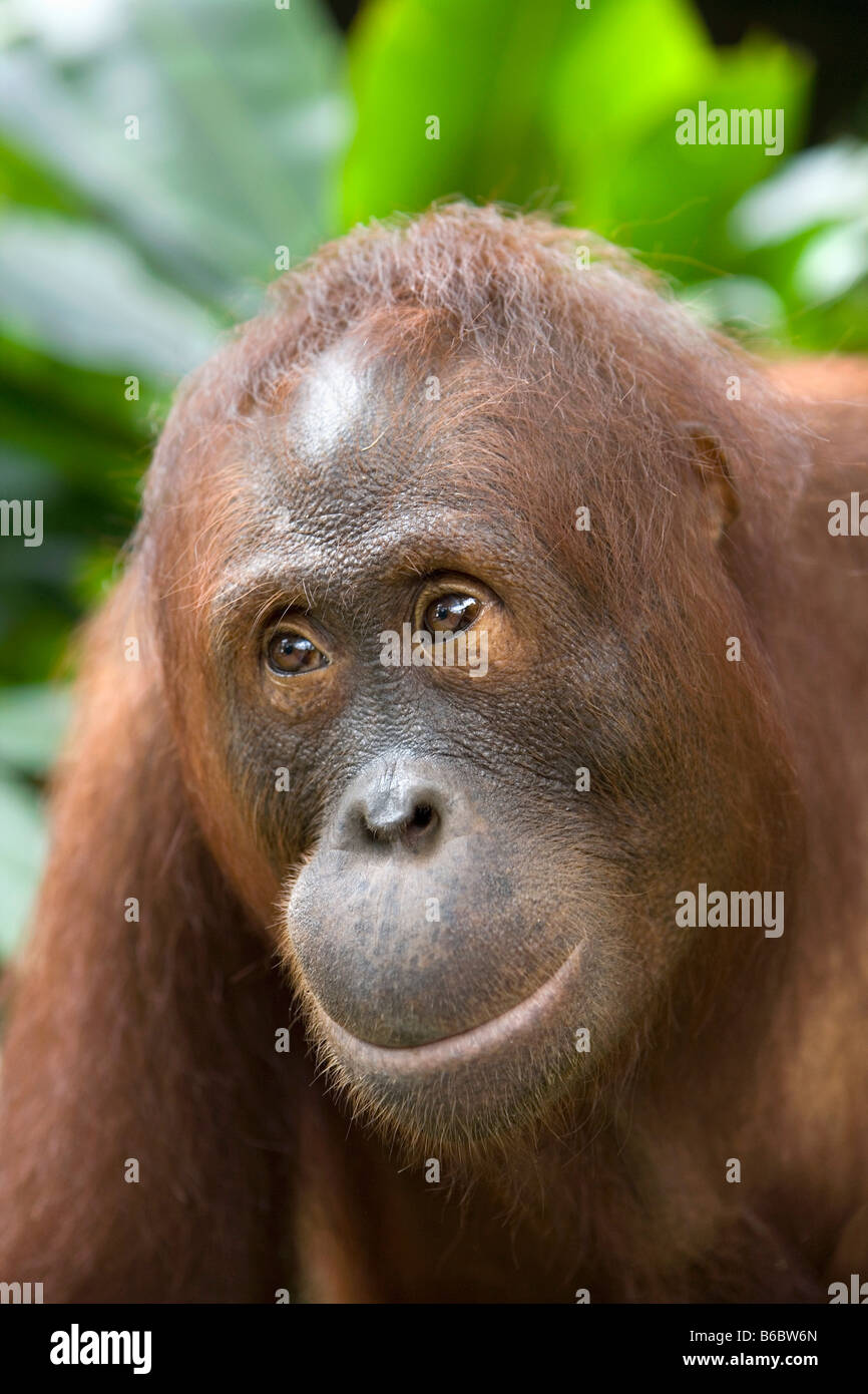 Indonesia, Surabaya, Java, Surabaya Zoo, Orang Utan, Pongo P. Pygmeus ...