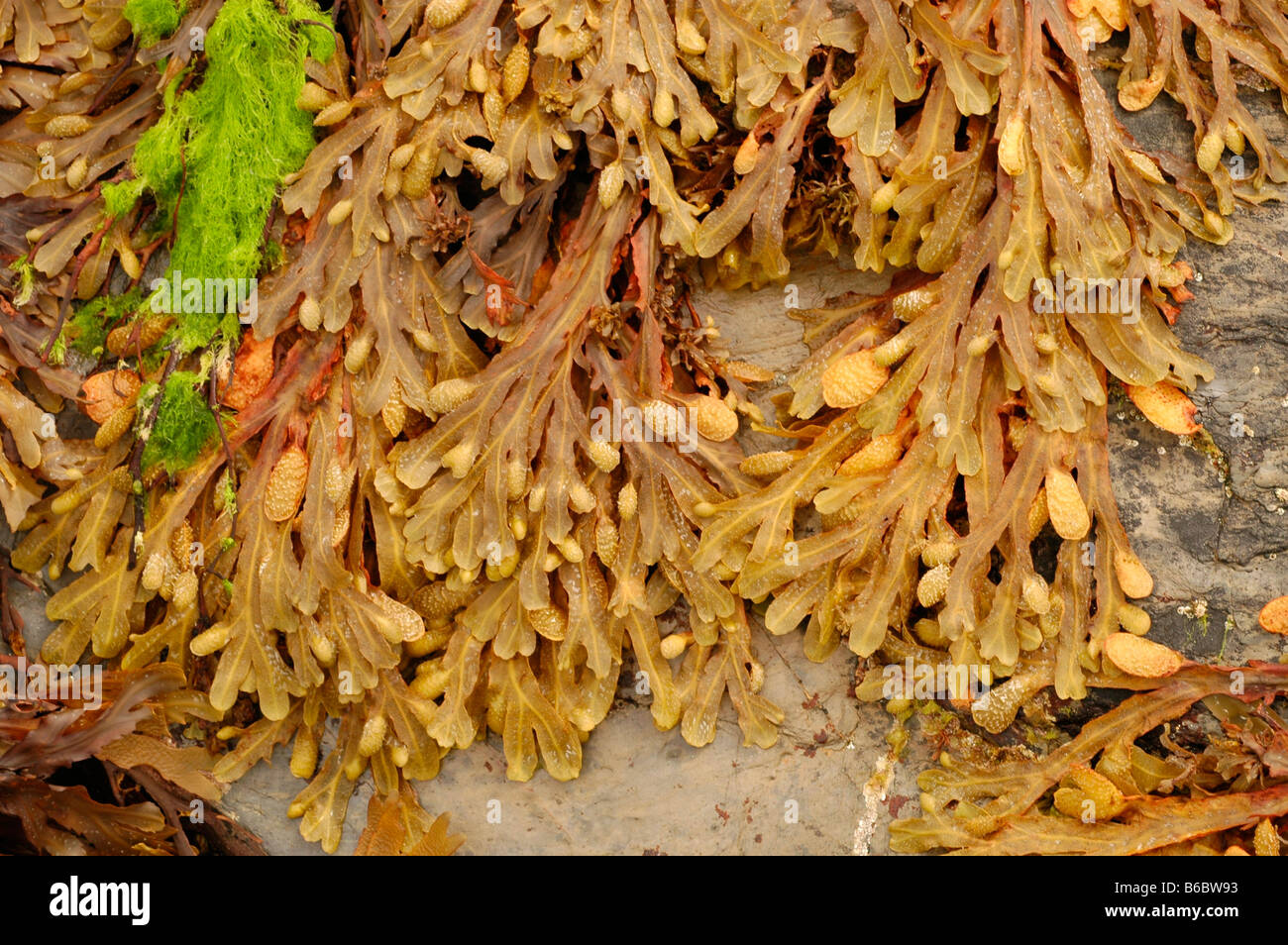 Fucus Spiralis