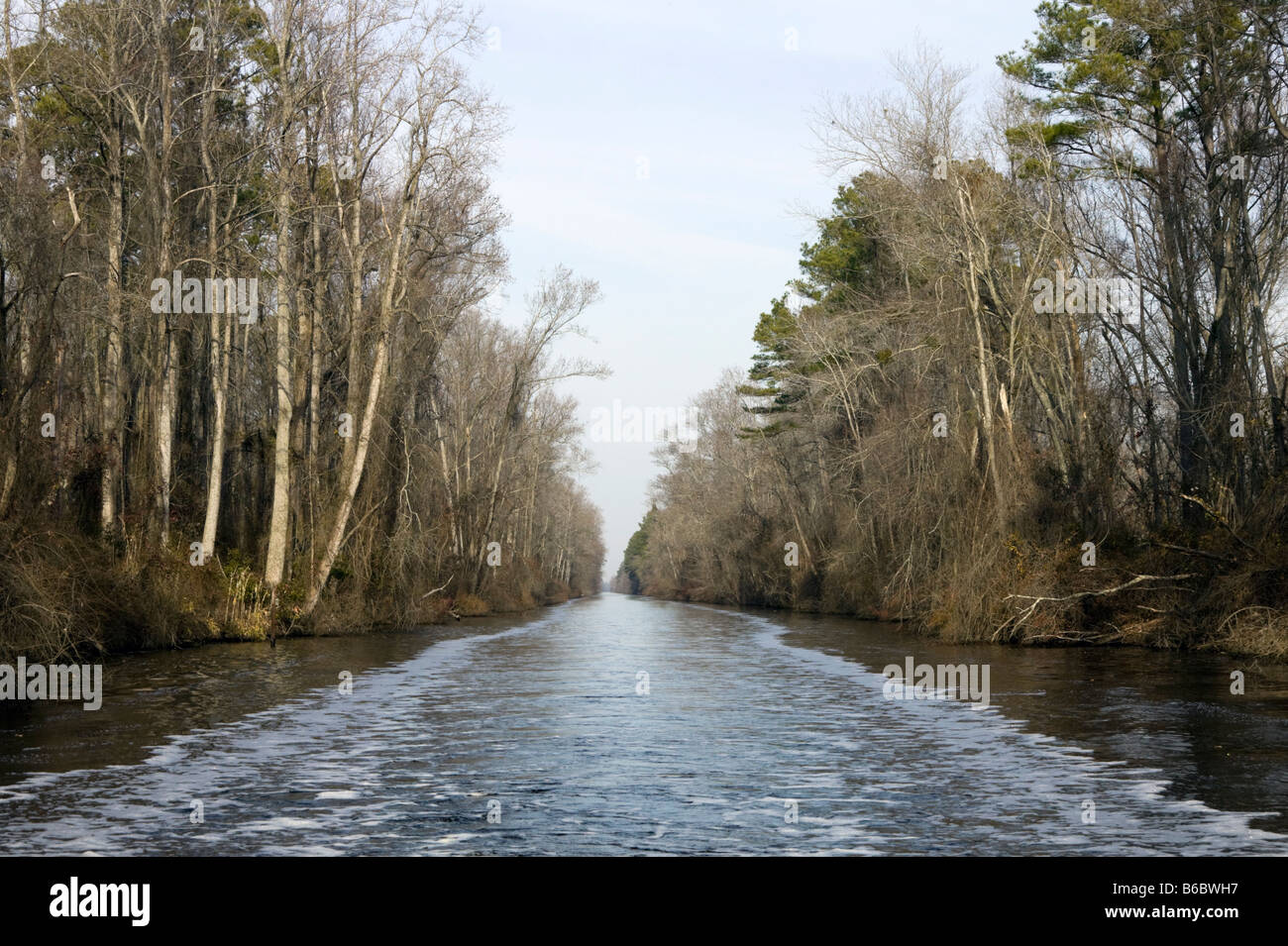 Dismal Swamp Canal, North Carolina Stock Photo - Alamy