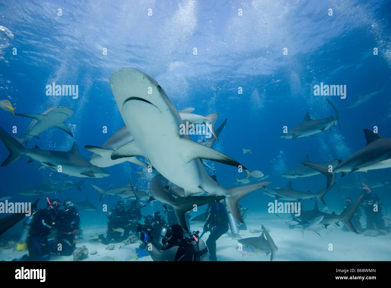 Bahamas New Providence Island Scuba divers and Caribbean Reef Sharks ...