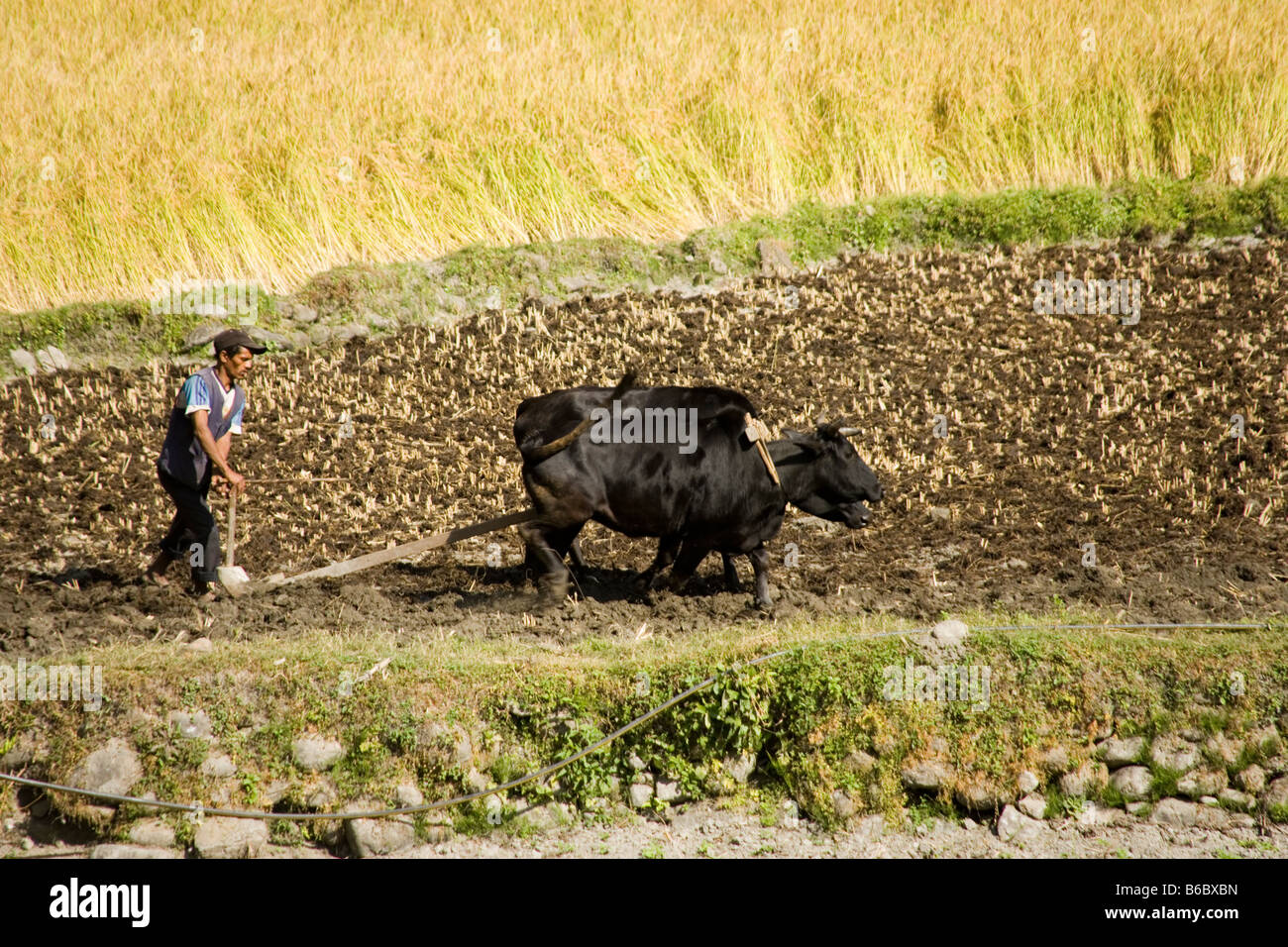 Ploughing rice field nepal hi-res stock photography and images - Alamy