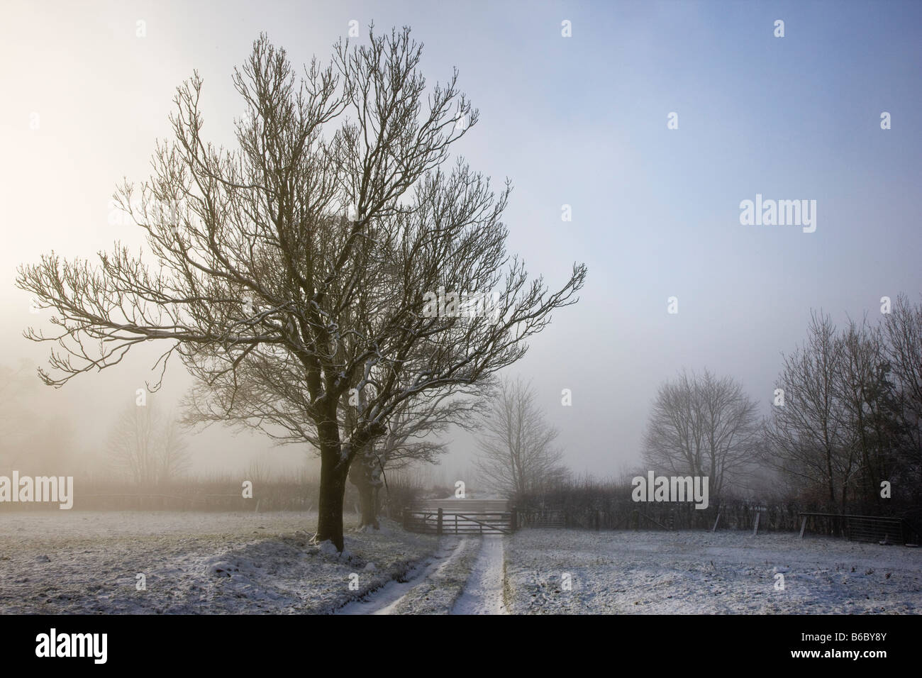 Trees in winter Bilsdale North Yorkshire Moors Stock Photo - Alamy